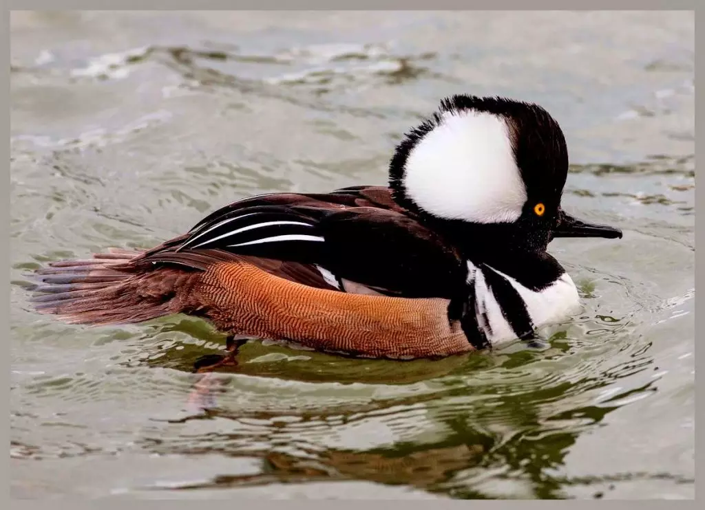 Greben Merganser Lophodytes cucullatus