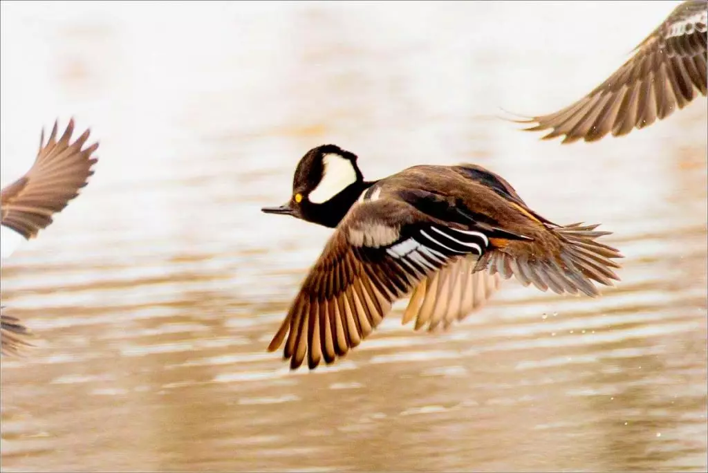 Greben Merganser Lophodytes cucullatus