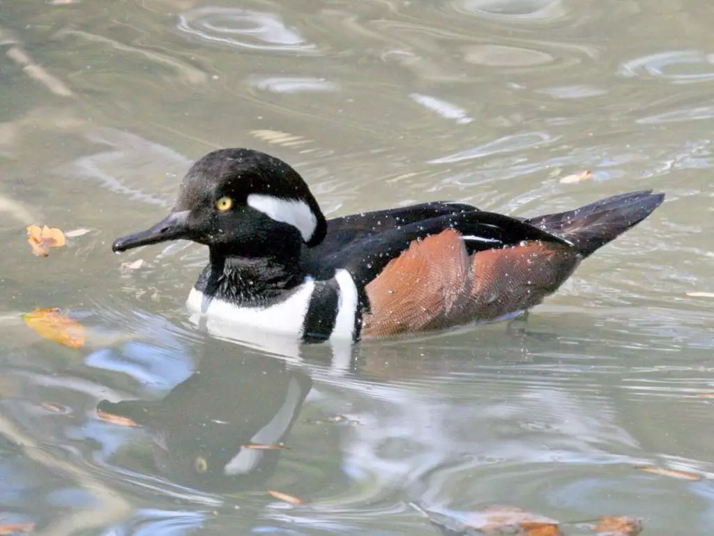 Crested Prototyp Lophodytes cucullatus