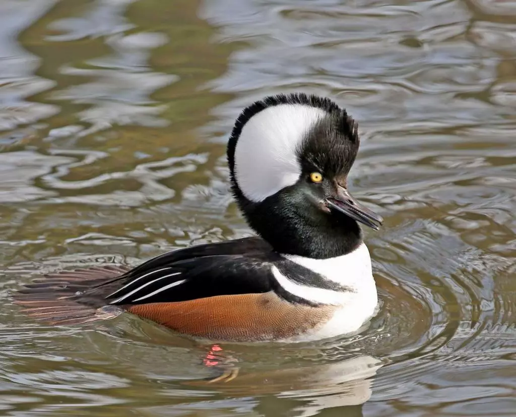 Chocholatý merganser Lophodytes cucullatus