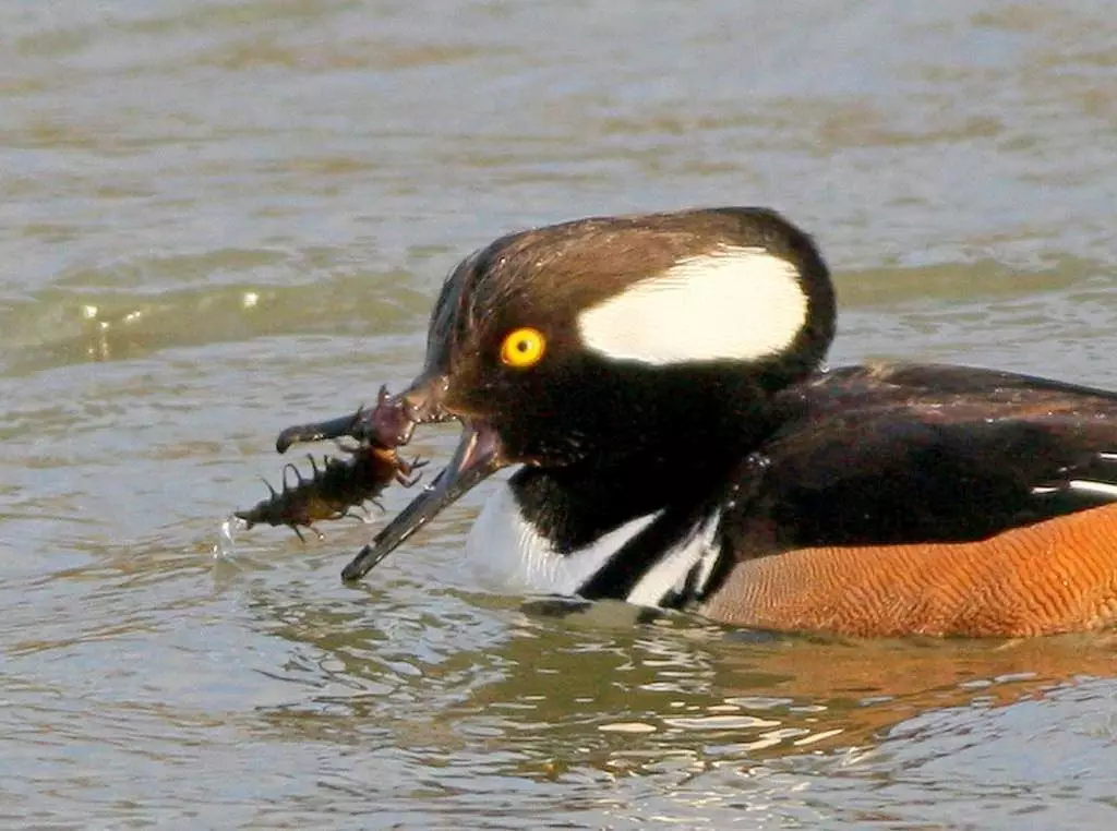 Chocholatý merganser Lophodytes cucullatus