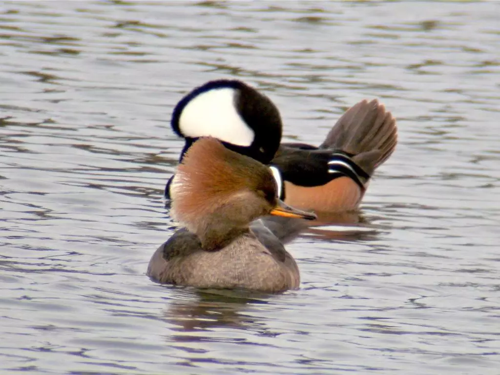 Crested Merganser Lophodytes cucullatus