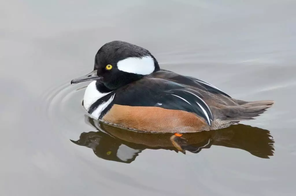 Chocholatý merganser Lophodytes cucullatus