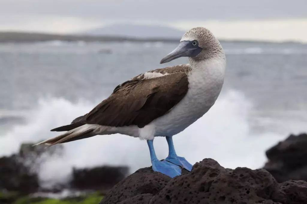 I-booby enezinyawo eziluhlaza okwesibhakabhaka (Sula nebouxii).