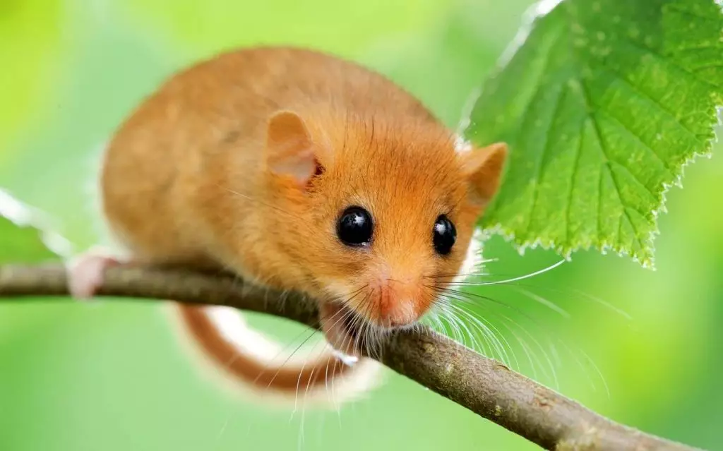 Dormouse cyll: pa fath o anifail?