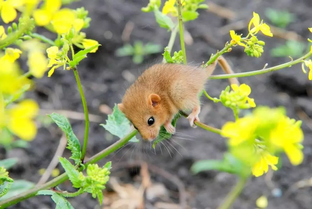 Газель тулай торагы Muscardinus avellanarius