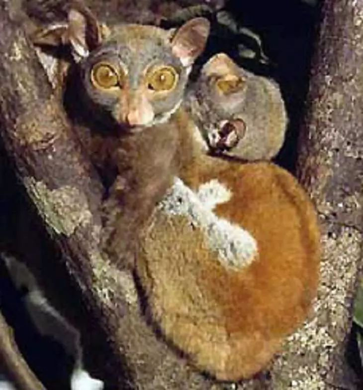 As gevolg van die struktuur van die kloue word echinoclaw galagos op die bas van bome behou, aangesien die basis van hul voeding boomsap is.