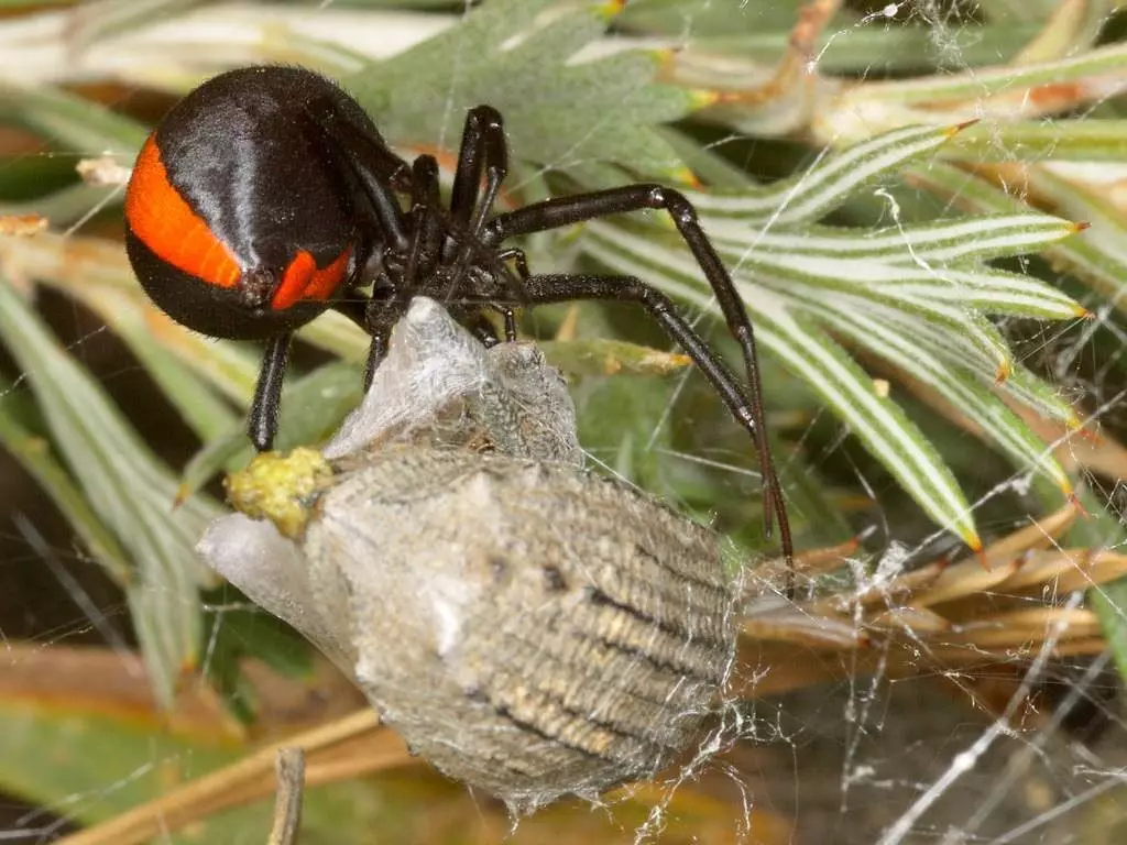 Australesche Redback Spider (Latrodectus hasselti)