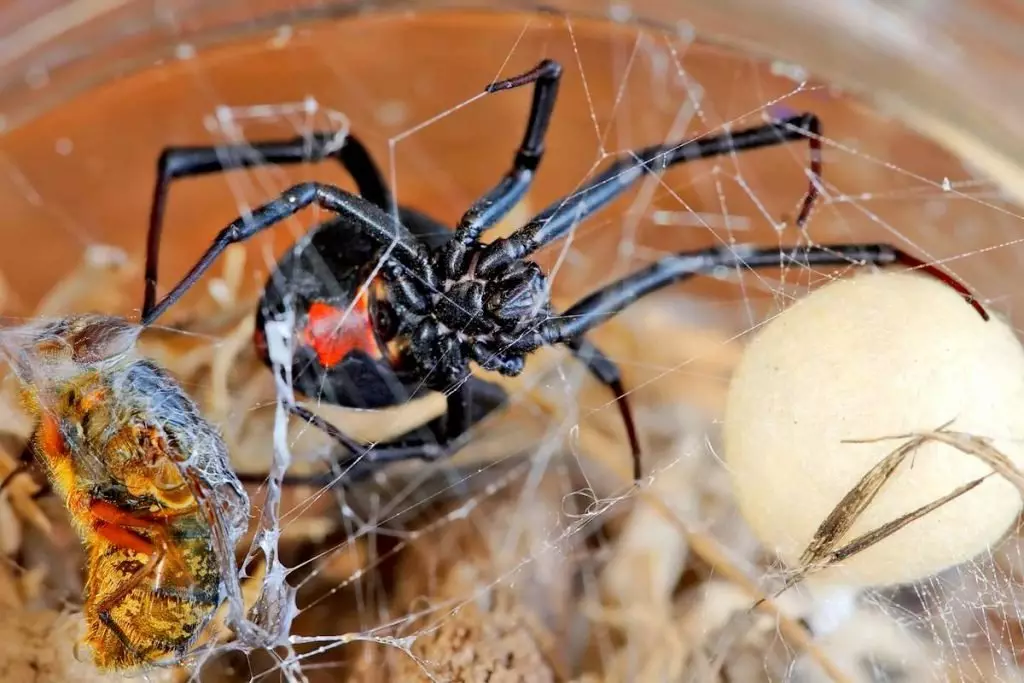 Australesche Redback Spider (Latrodectus hasselti)