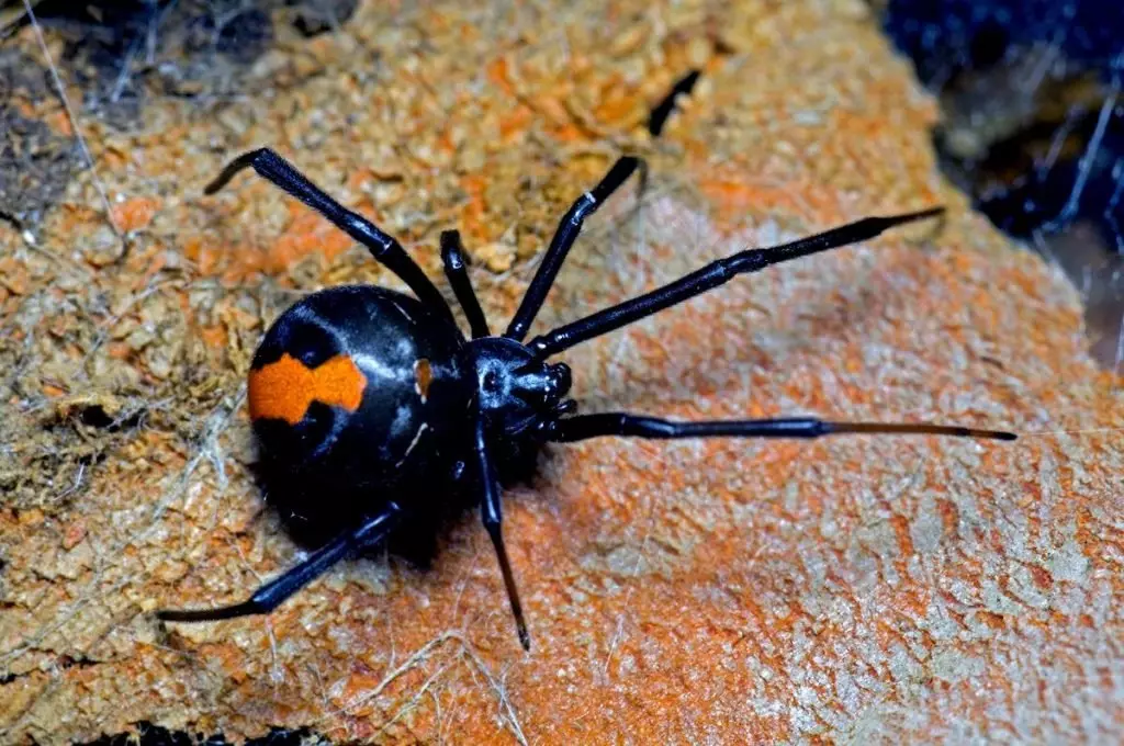 Austrálsky redback pavúk (Latrodectus hasselti)