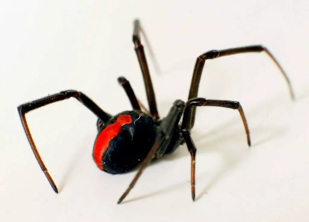 Australian redback spider (Latrodectus hasselti)