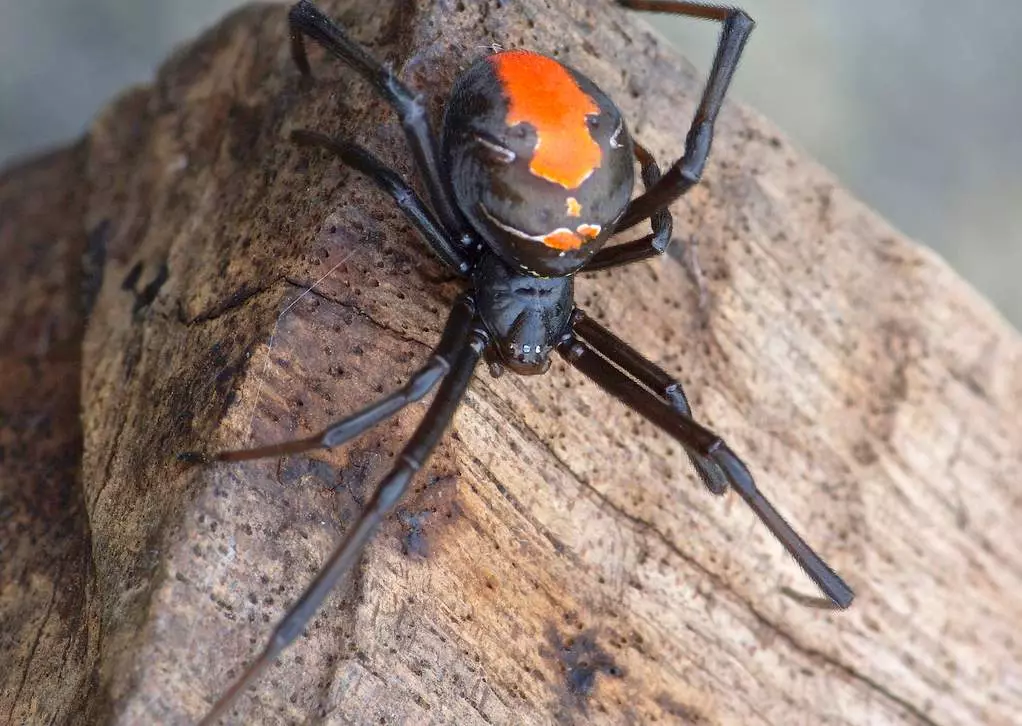 Spider Redback Awistralî (Latrodectus hasselti)