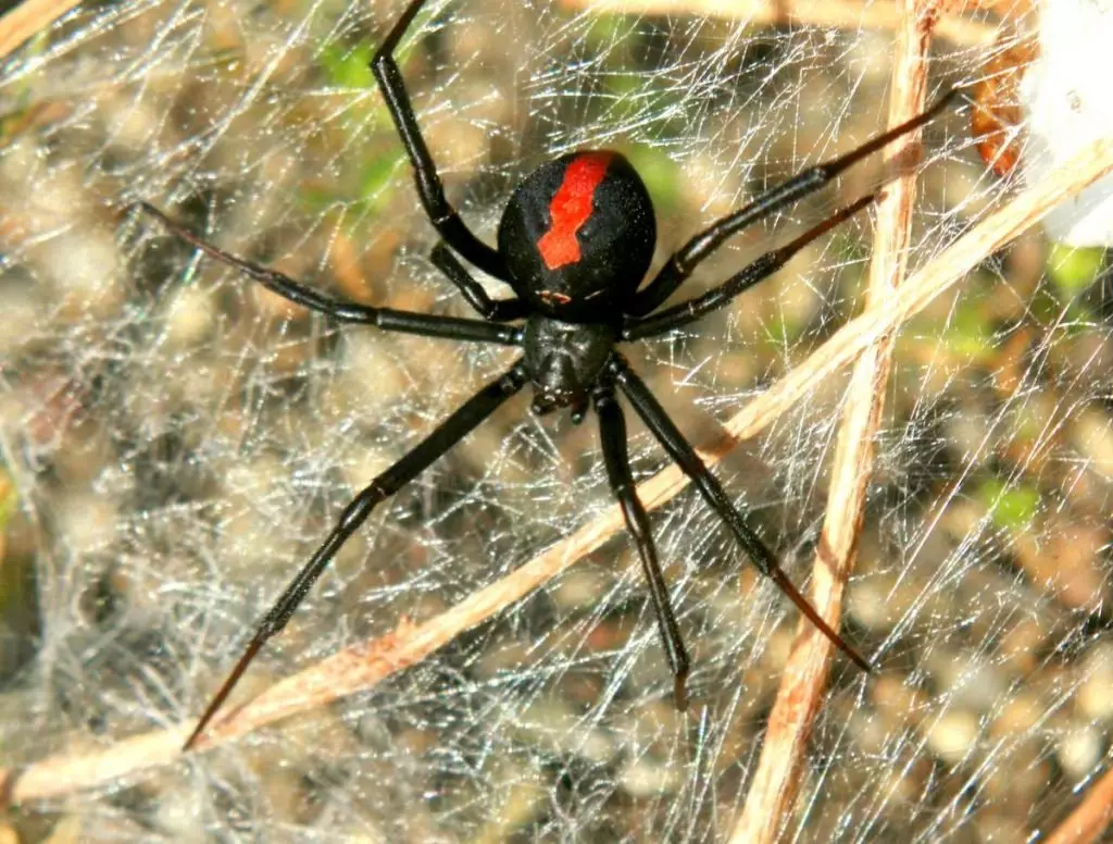 Spider Redback Awistralî (Latrodectus hasselti)