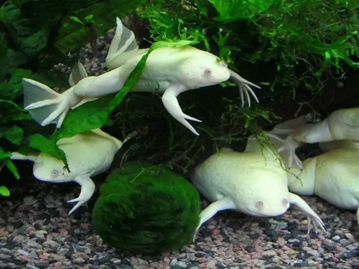 Albino Spur mga baki sa aquarium.