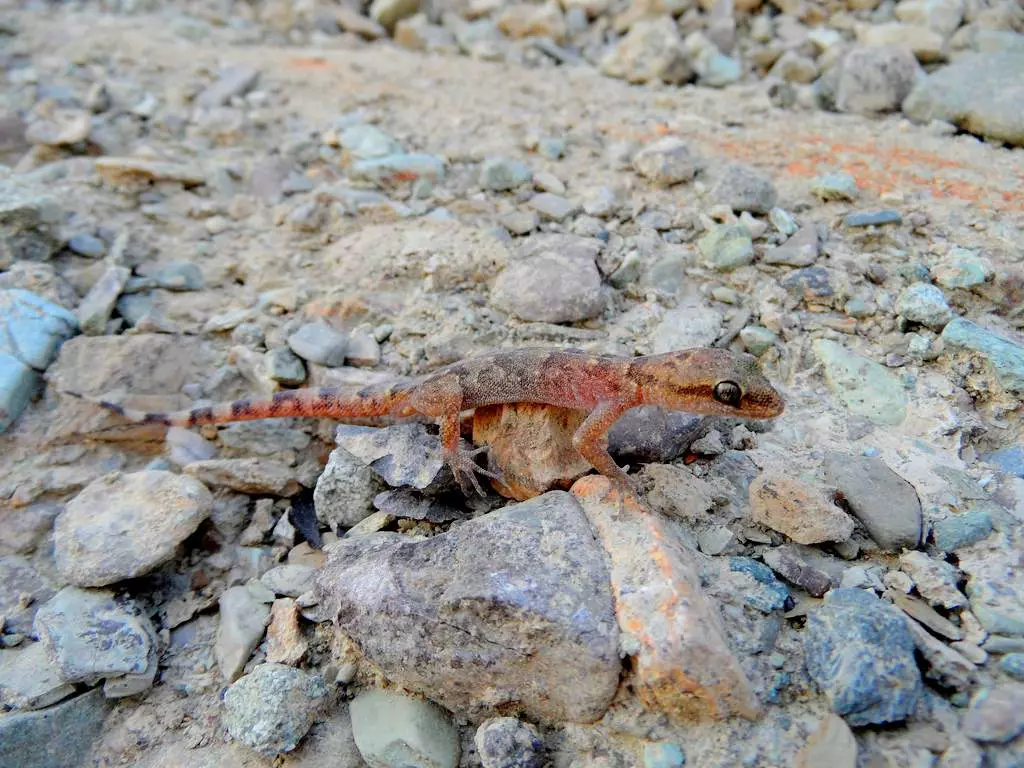 Gecko Gamelan: ing endi reptil urip, foto