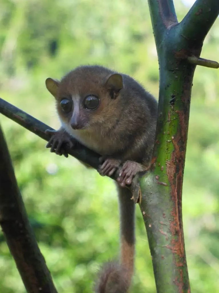 Tus nas lemur tsuas pom hauv Madagascar.
