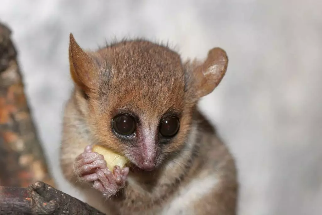 Lemur Miller manje sou fwi, ensèk, flè, ak Nectar.