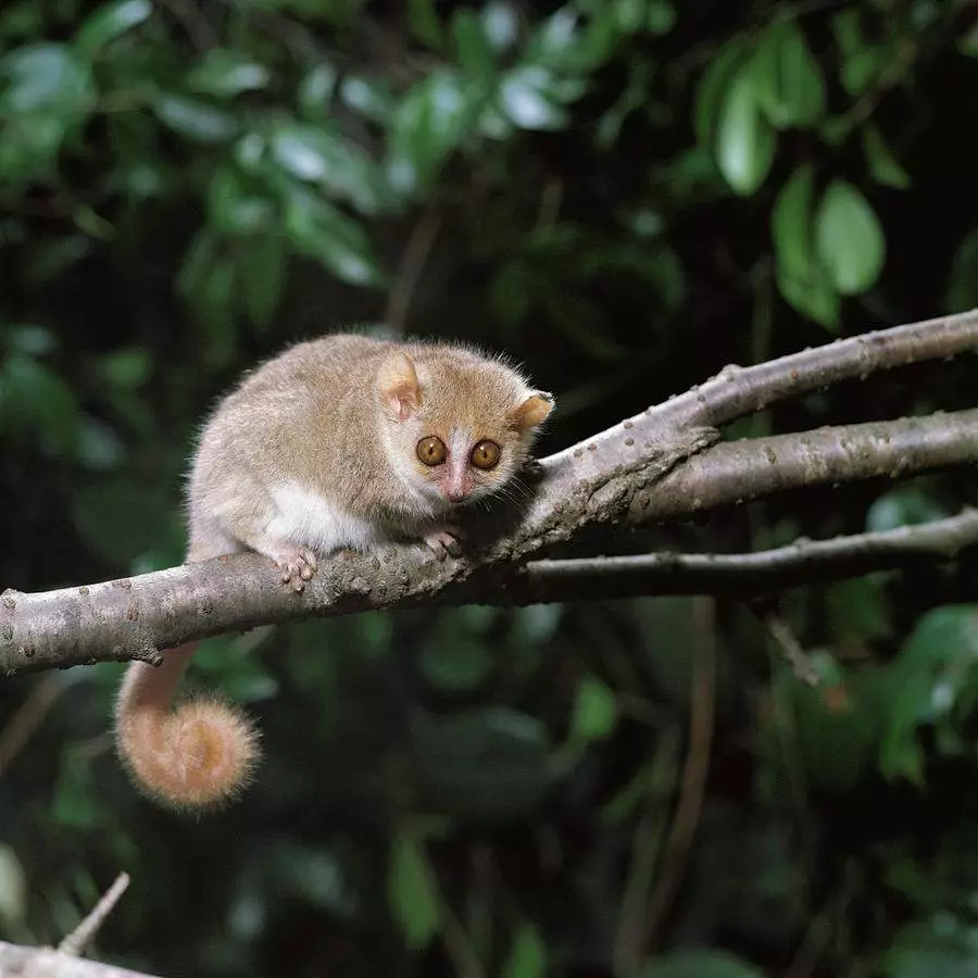 在人工飼養下，灰鼠狐猴的壽命長達 15 年。