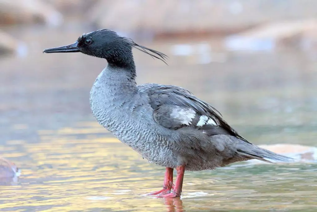 Brazilian Merganser - Brazilian Merganser - Mergus octosetaceus