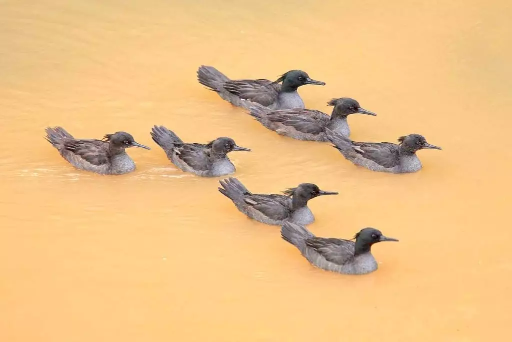 Brazilian Merganser - Brazilian Merganser - Mergus octosetaceus