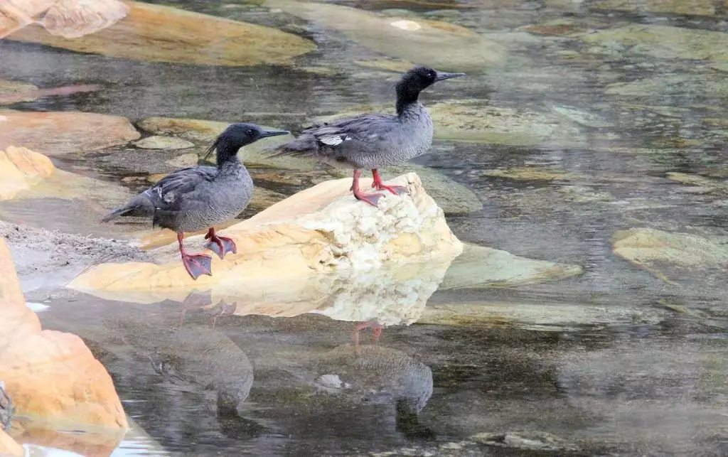 Merganser ຂອງປະເທດບຣາຊິນ - Brazilian Merganser - Mergus octosetaceus