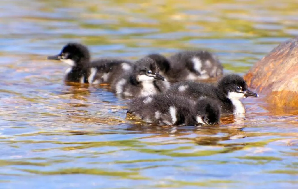 Brazīlijas Merganser - Brazīlijas Merganser - Mergus octosetaceus