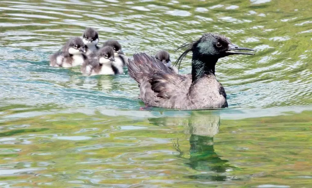 Merganser ຂອງປະເທດບຣາຊິນ - Brazilian Merganser - Mergus octosetaceus