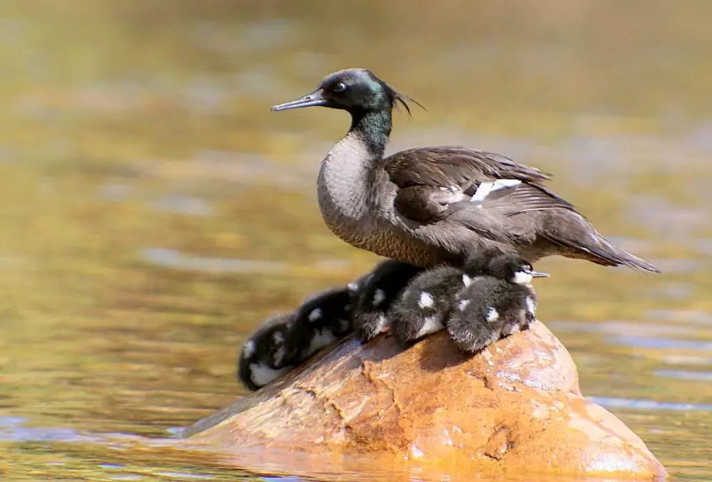 Brazilian Merganser - Brazilian Merganser - Mergus octosetaceus