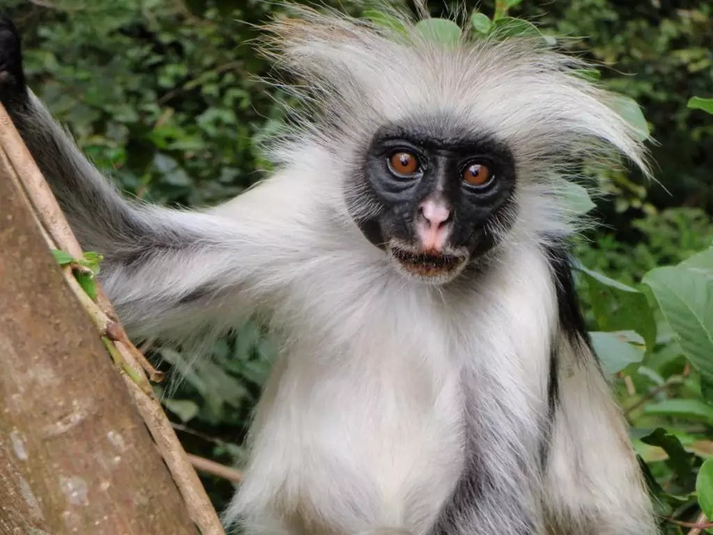 Colobus.