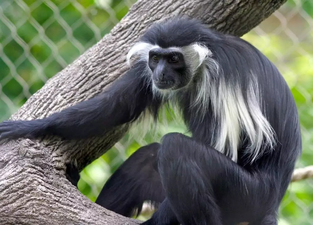 Halen af ​​colobus udfører en stabiliserende og styrende rolle i at kontrollere spring i en afstand på op til 20 meter fra træ til træ.