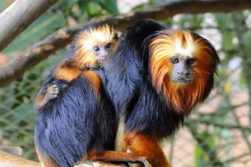 Aslan marmosetleri, marmosetlerin en büyük temsilcileridir.