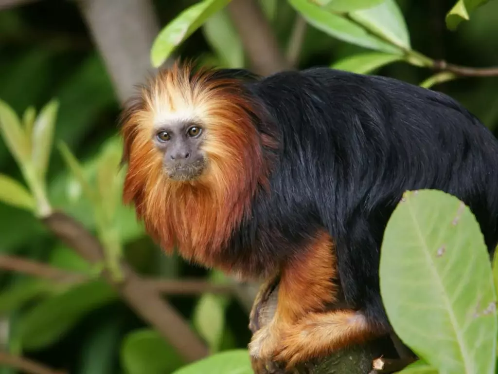 A distinctive feature of these primates is the hair on the shoulders of the lion's mane.