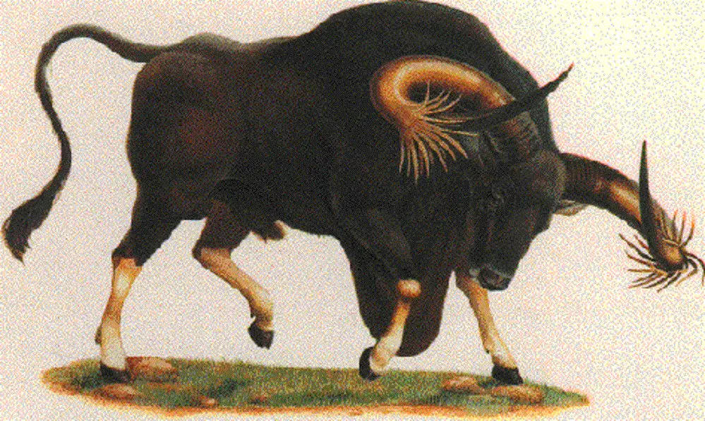 Cũng có giả thuyết cho rằng cupra là một quần thể bò hoang dã được thuần hóa.