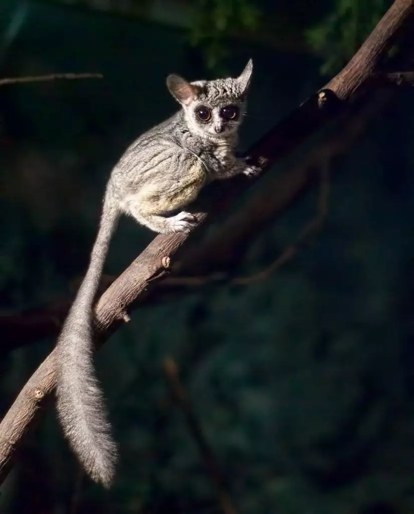 Southern galagos na -ebi na savannas, oke ọhịa, oke ọhịa, akụkụ ọhịa.