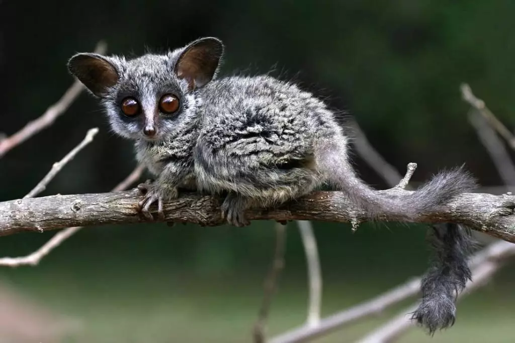 Southern Galago bụ anụ ụlọ mara mma.