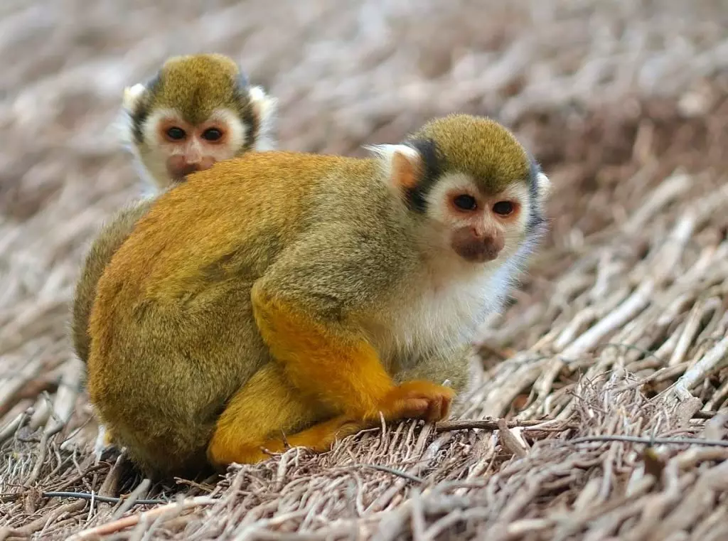 Während die Jungen klein sind, trägt das Weibchen sie zuerst auf den Armen, dann auf dem Rücken.