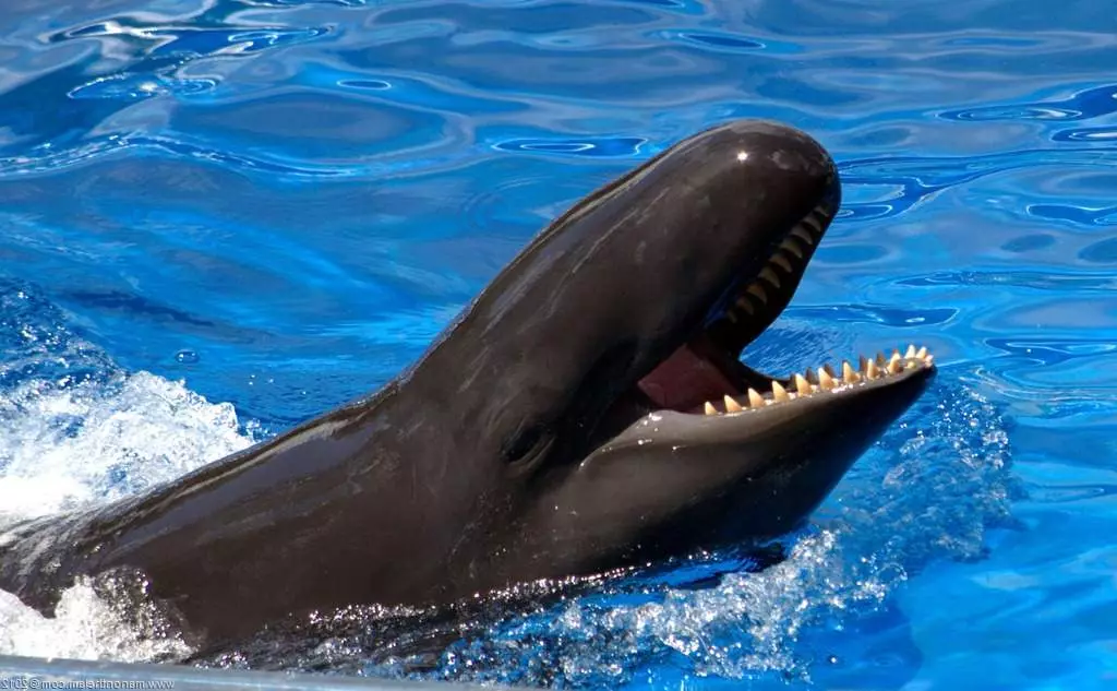 Wolfin - o resultado do cruzamento de uma baleia assassina e um golfinho