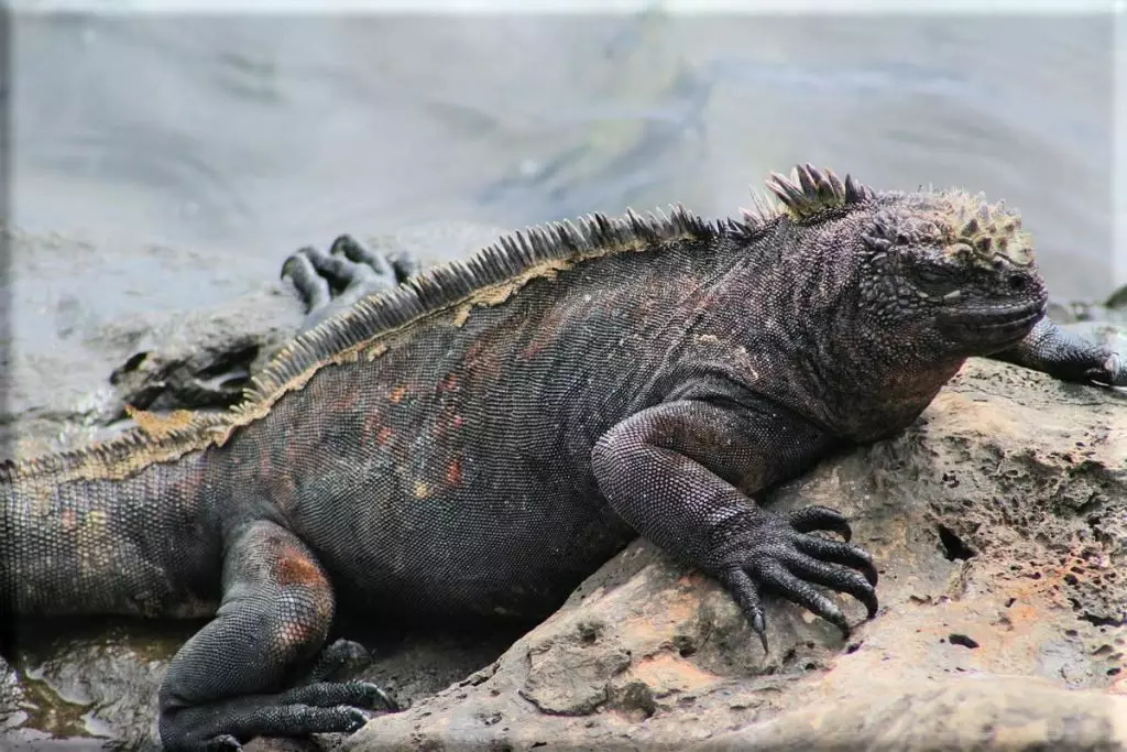 Marine iguanas binne oanpast foar sawol ûnderwetter as ierdsk libben.