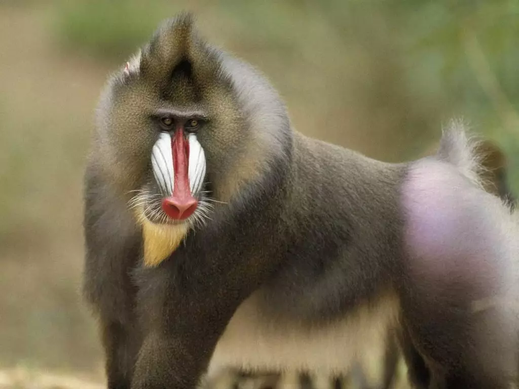 Јата павијана. Како мајмуни комуницирају?
