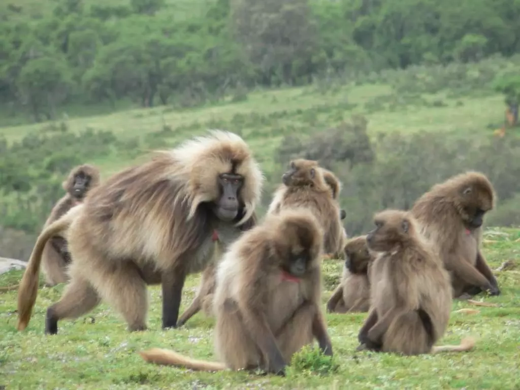 Les babouins vivent et voyagent dans des familles nombreuses.