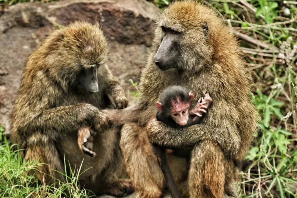 Gandun birin ya mamaye maza da yawa manya da ke manne tare da kawo wa juna taimako idan akwai hadari.