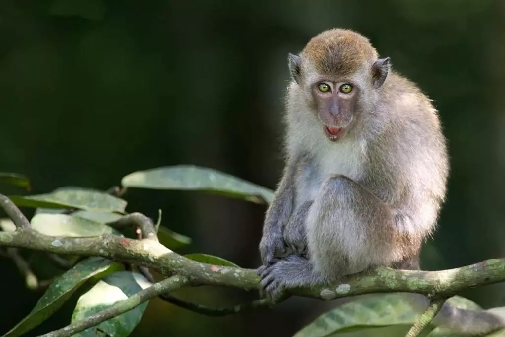 Cynomolgus utawa macaque basa Jawa