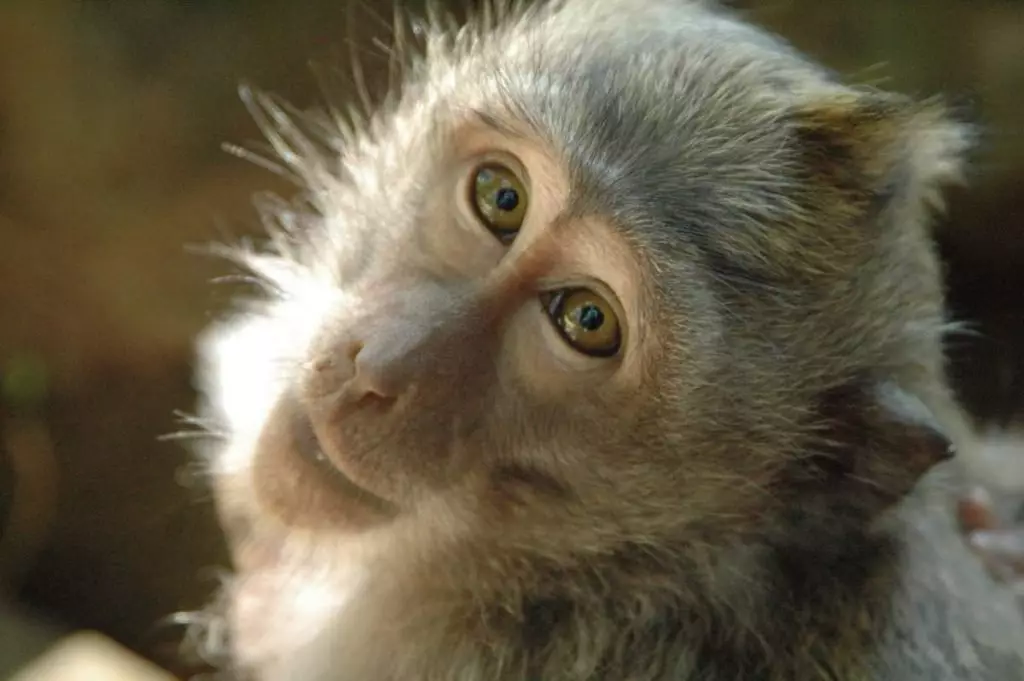 Mantel macaque Jawa duwe warna kehijauan.