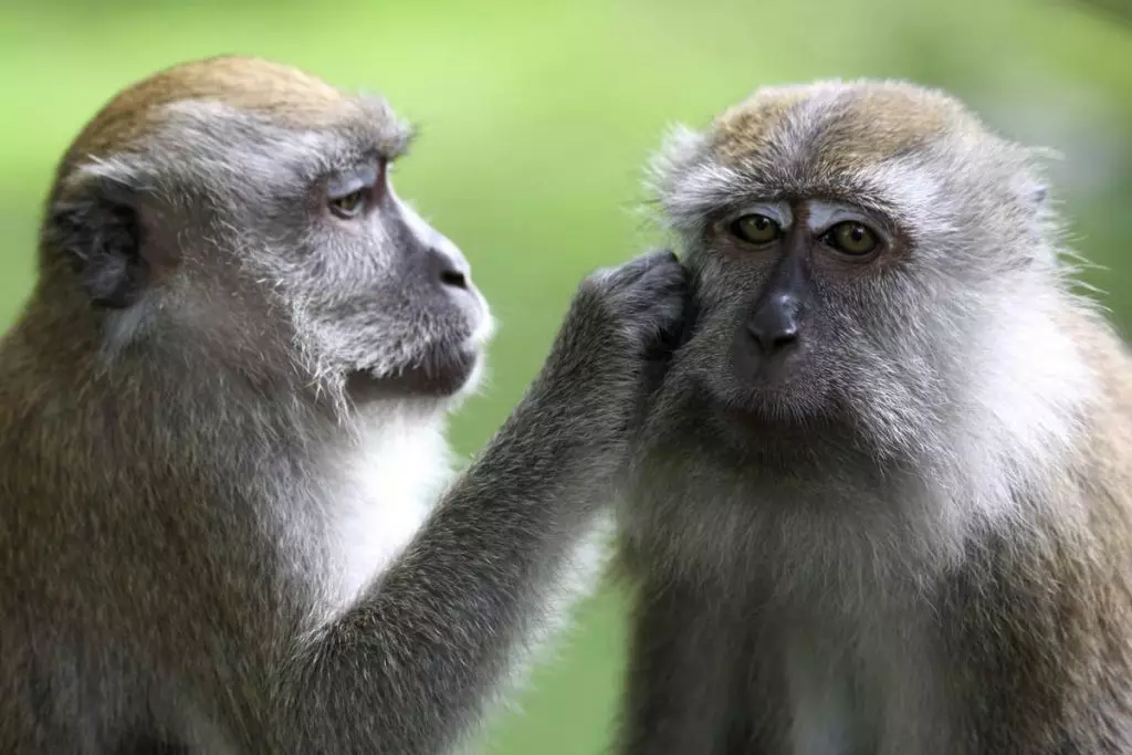 Macaques duwe gaya urip arboreal, luwih seneng manggon ing cedhak gisik banyu.