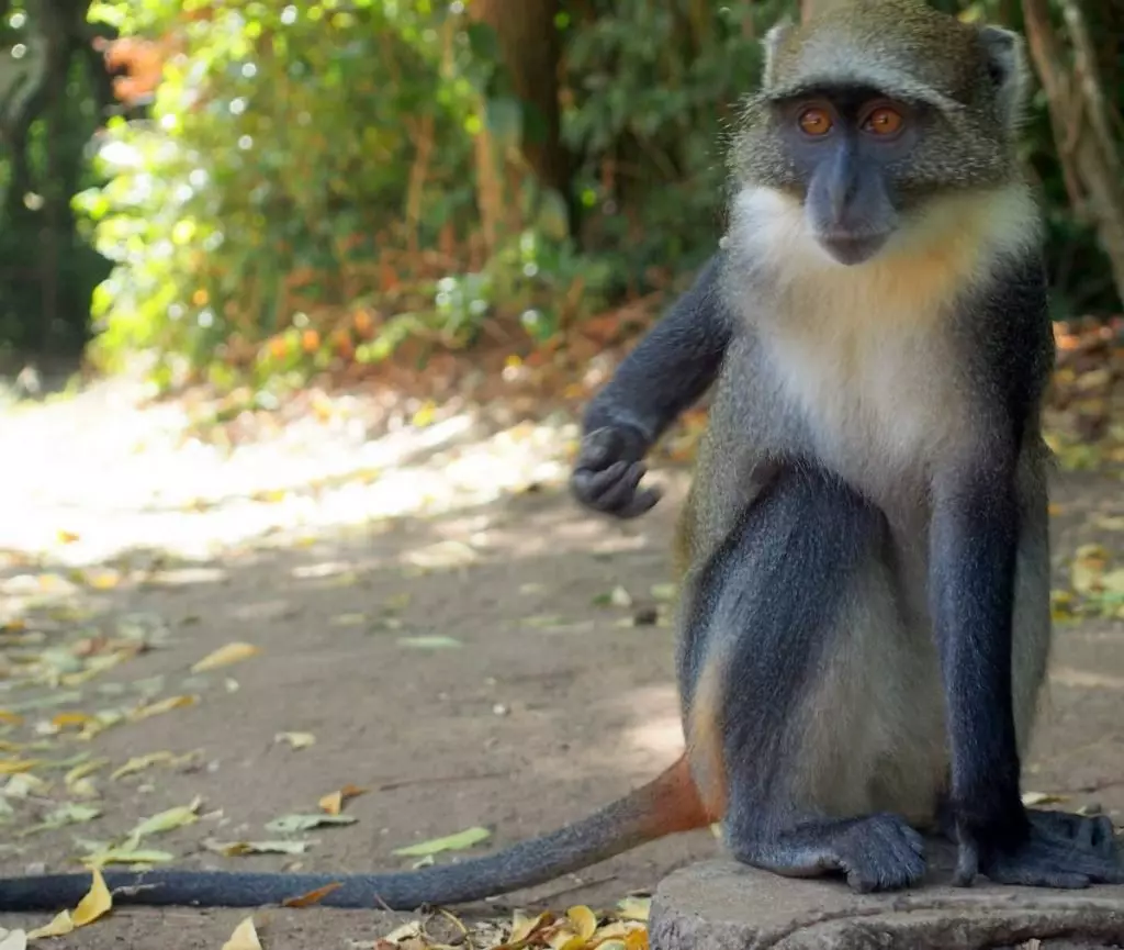 Monyet bermahkota atau monyet biru (Cercopithecus mitis).