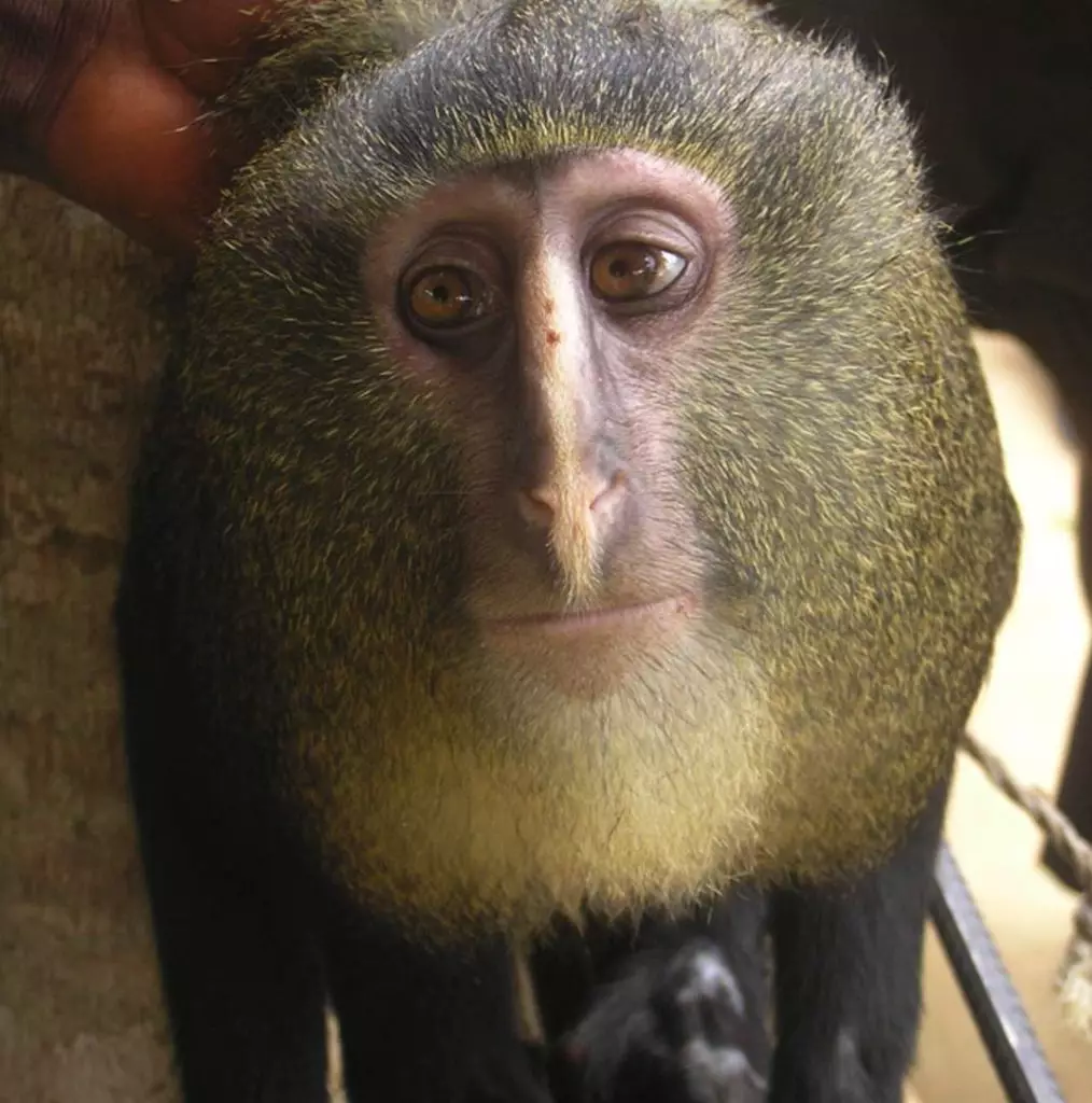 Monkey Diana (Cercopithecus diana)