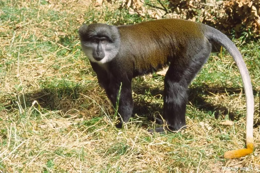 Maimuță cu coadă roșie (Cercopithecus solatus).