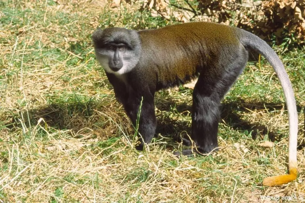 Makak wouj-keu (Cercopithecus solatus).