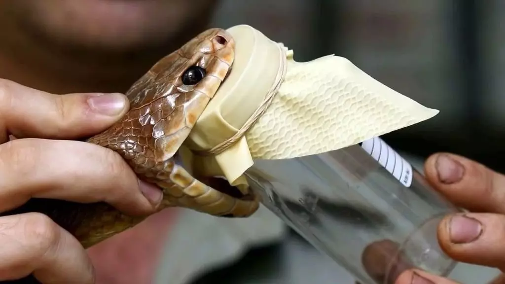 O veneno de cobra há muito foi incluído na medicina oficial.