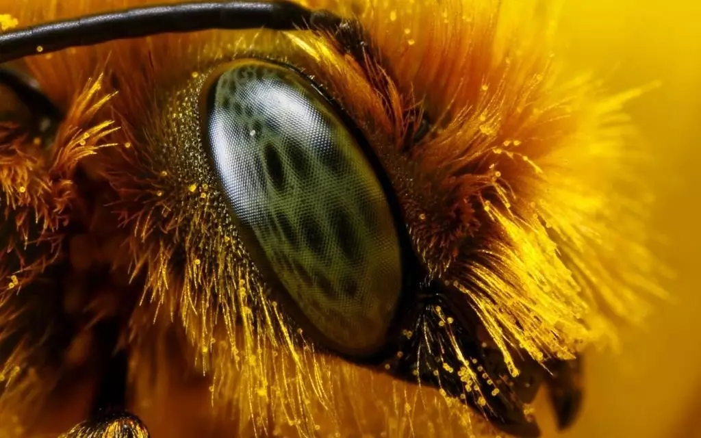 Bletët jo vetëm që japin mjaltë dhe propolis, por gjithashtu mund të shërojnë nyjet.